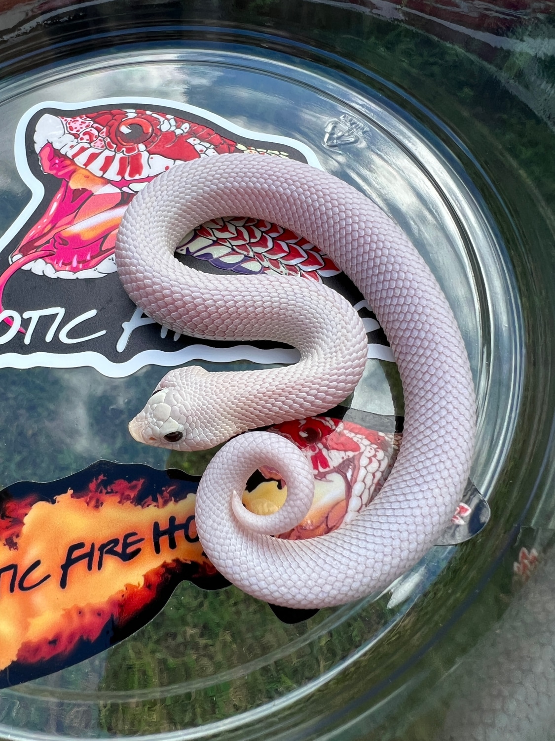 Leucistic Western Hognose by Exotic Fire Hogs - MorphMarket