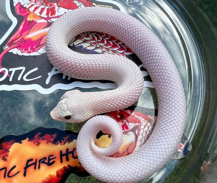 Arctic Superconda Het Albino Het Axanthic Western Hognose by Exotic ...