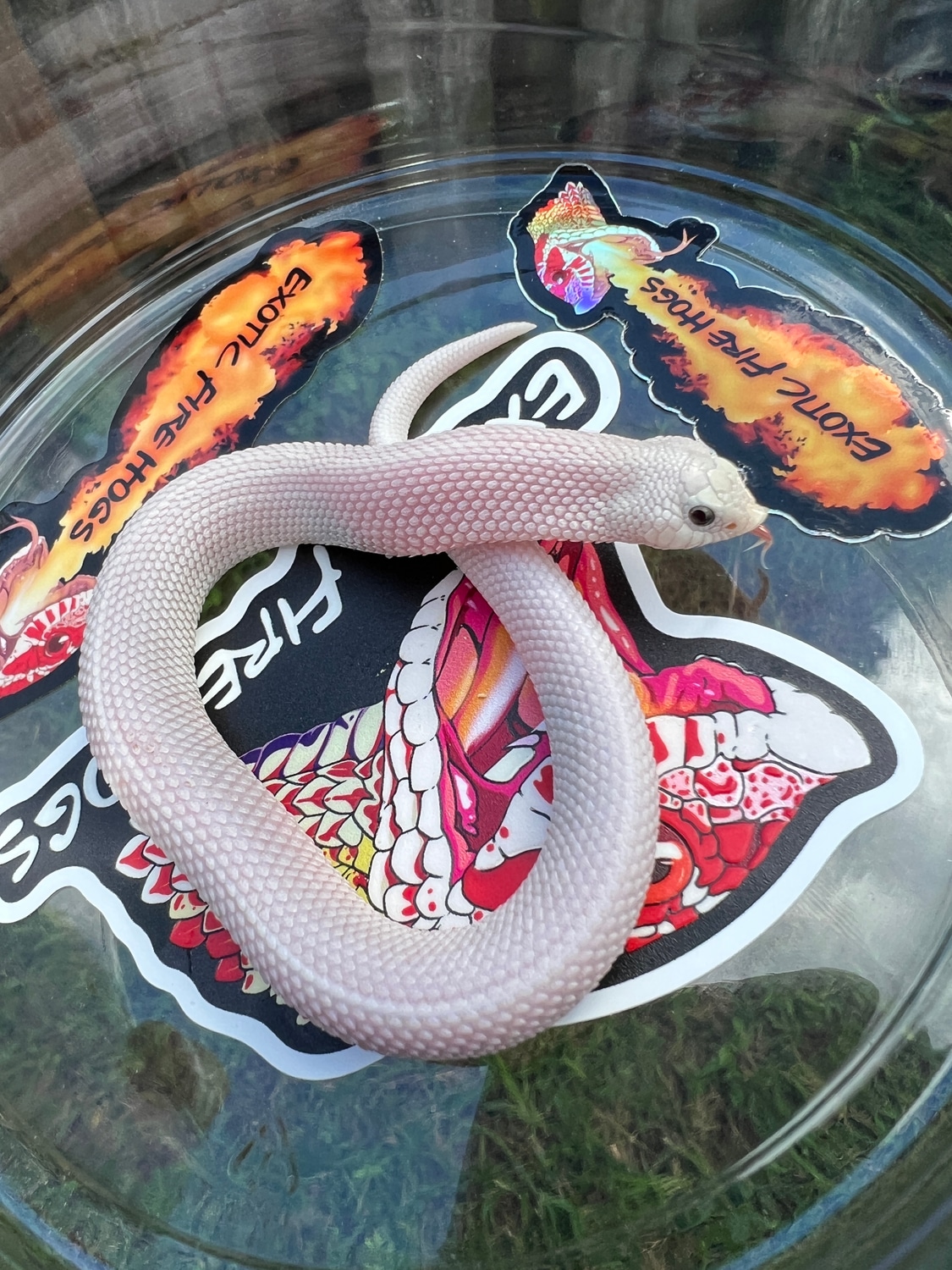 Leucistic Western Hognose by Exotic Fire Hogs - MorphMarket