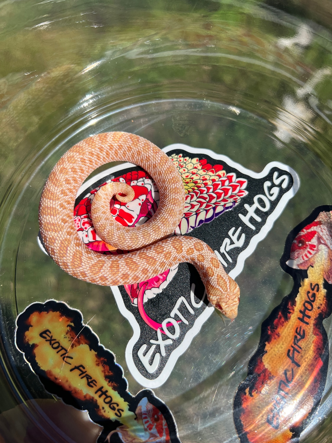 Arctic Albino Western Hognose by Exotic Fire Hogs - MorphMarket