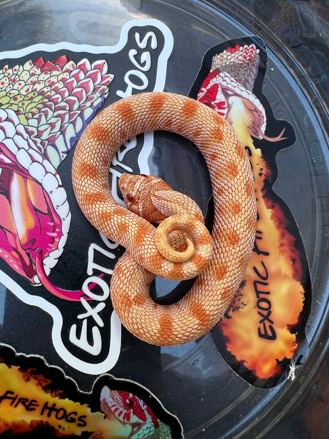 Purple Line Albino Anaconda Het Axanthic Western Hognose by Exotic Fire ...