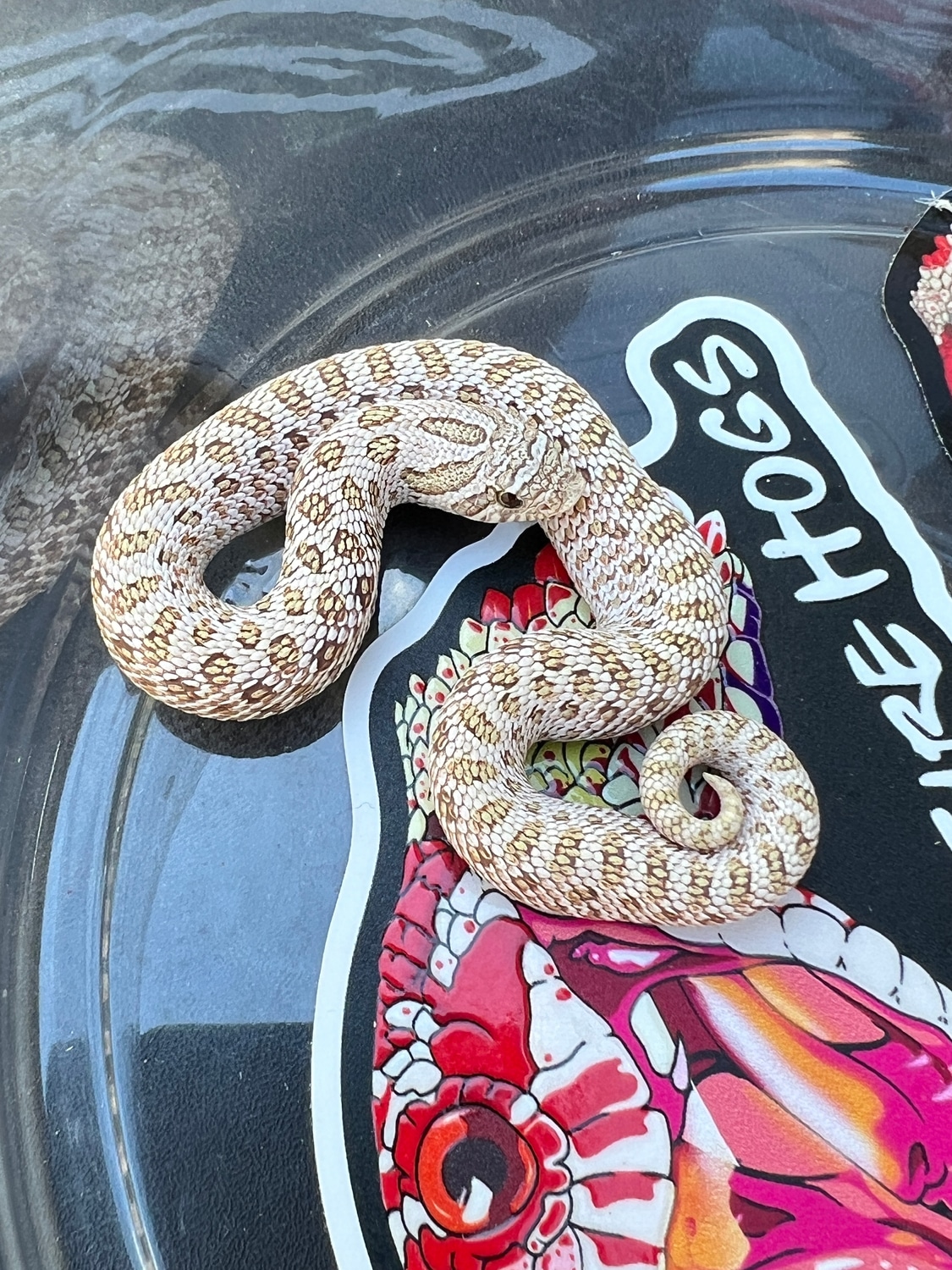 Arctic Toffee 8 Western Hognose by Exotic Fire Hogs - MorphMarket