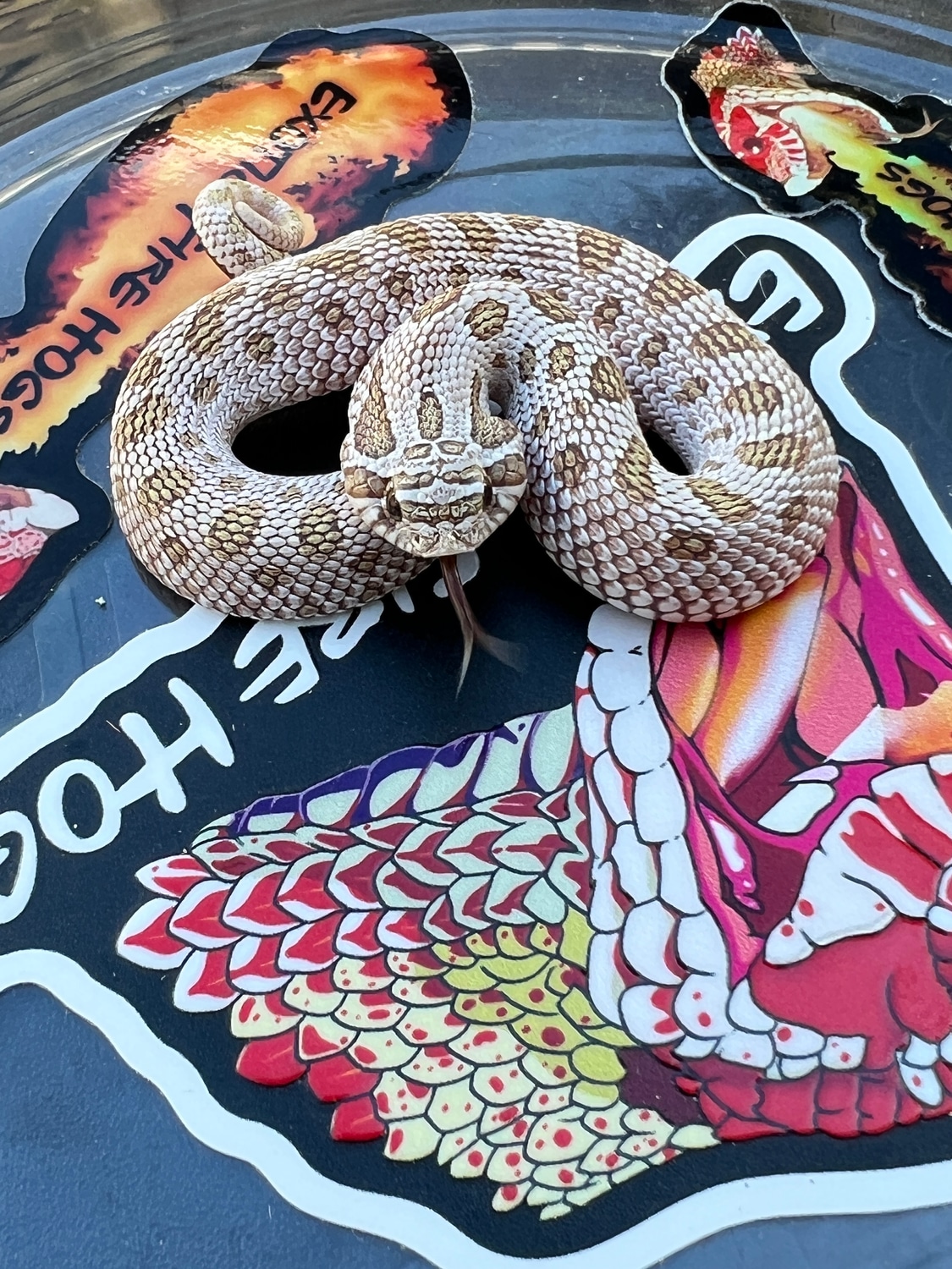 Arctic Toffee Anaconda Western Hognose by Exotic Fire Hogs - MorphMarket