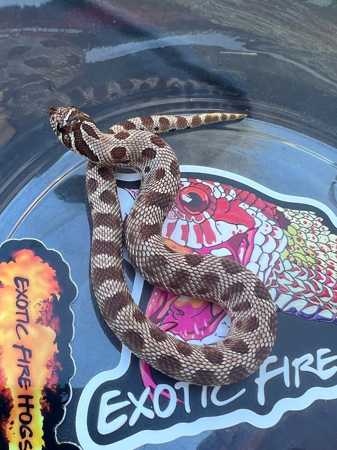 Purple Line Anaconda Het True Hypo 66% Het Albino Western Hognose by ...