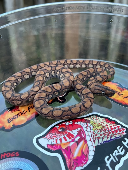 Pearl Brazilian Rainbow Boa by Exotic Fire Hogs