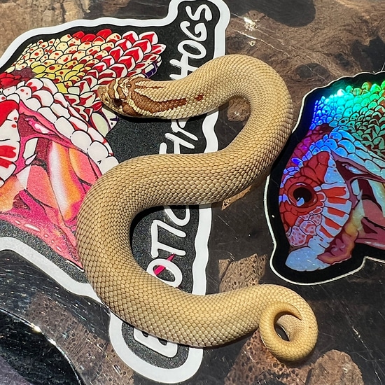 Evans Hypo Superconda Het Axanthic Western Hognose by Exotic Fire Hogs