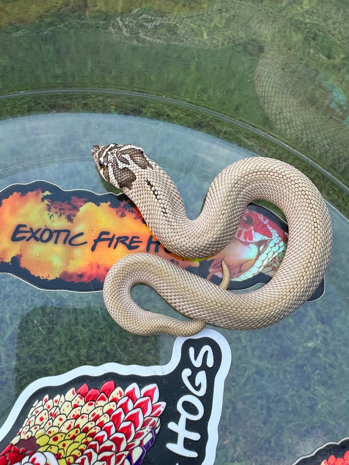 Arctic Superconda 100% Het Coral Western Hognose by Exotic Fire Hogs ...