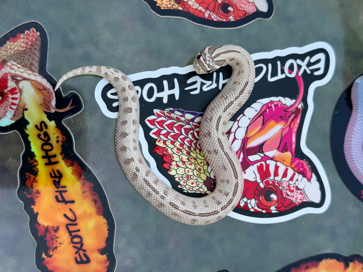 Ghost Anaconda Western Hognose by Exotic Fire Hogs - MorphMarket