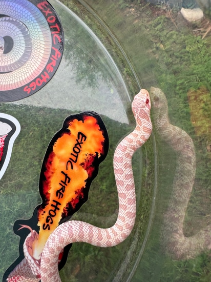 Super Arctic Albino 100% Het Axanthic Western Hognose by Exotic Fire Hogs