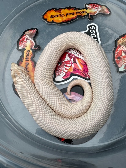 Snow Superconda Western Hognose by Exotic Fire Hogs