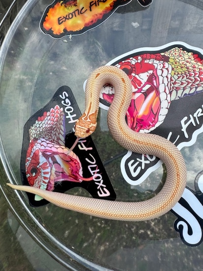 Arctic Albino Superconda 50% Het Sable Western Hognose by Exotic Fire Hogs