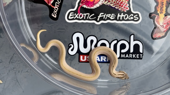 Artic Superconda Het Albino 50% Het Sable Western Hognose by Exotic ...