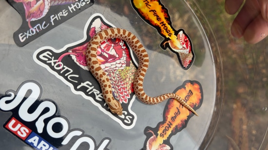 Evans Hypo Het Axanthic Western Hognose by Exotic Fire Hogs