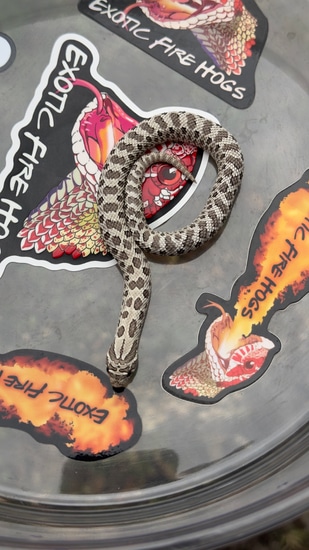 Axanthic Het Evans Hypo Western Hognose by Exotic Fire Hogs