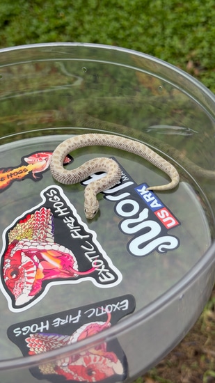 Arctic Frosted Het Albino Western Hognose by Exotic Fire Hogs