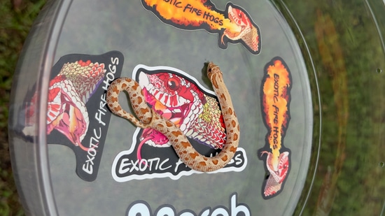 Evans Hypo Anaconda Het Axanthic Western Hognose by Exotic Fire Hogs