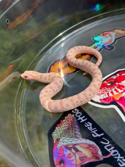 Super Arctic Albino Het Axanthic Western Hognose by Exotic Fire Hogs