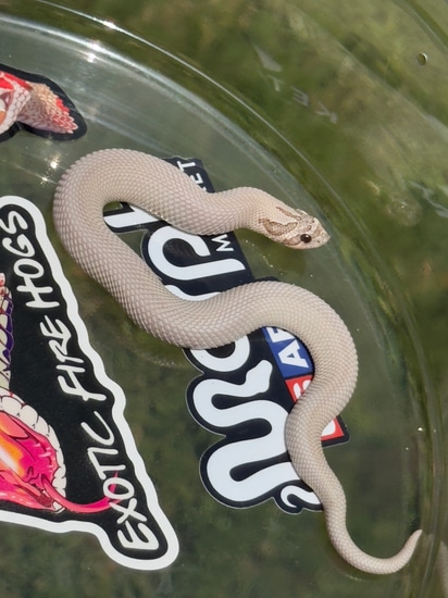 Lemon Ghost Lavender Superconda 66% Het Albino Western Hognose by ...