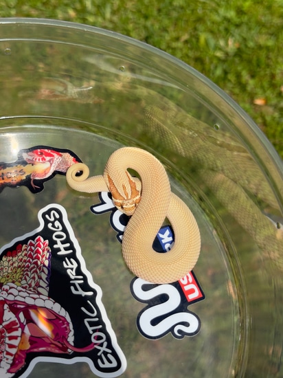 Evans Hypo Superconda Het Axanthic Western Hognose by Exotic Fire Hogs