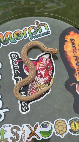 Arctic Toffee Superconda Het Sable Western Hognose by Exotic Fire Hogs