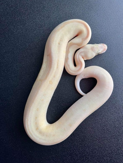 Clown Leopard YB Lesser Pastel Spider Ball Python by ReptileHill