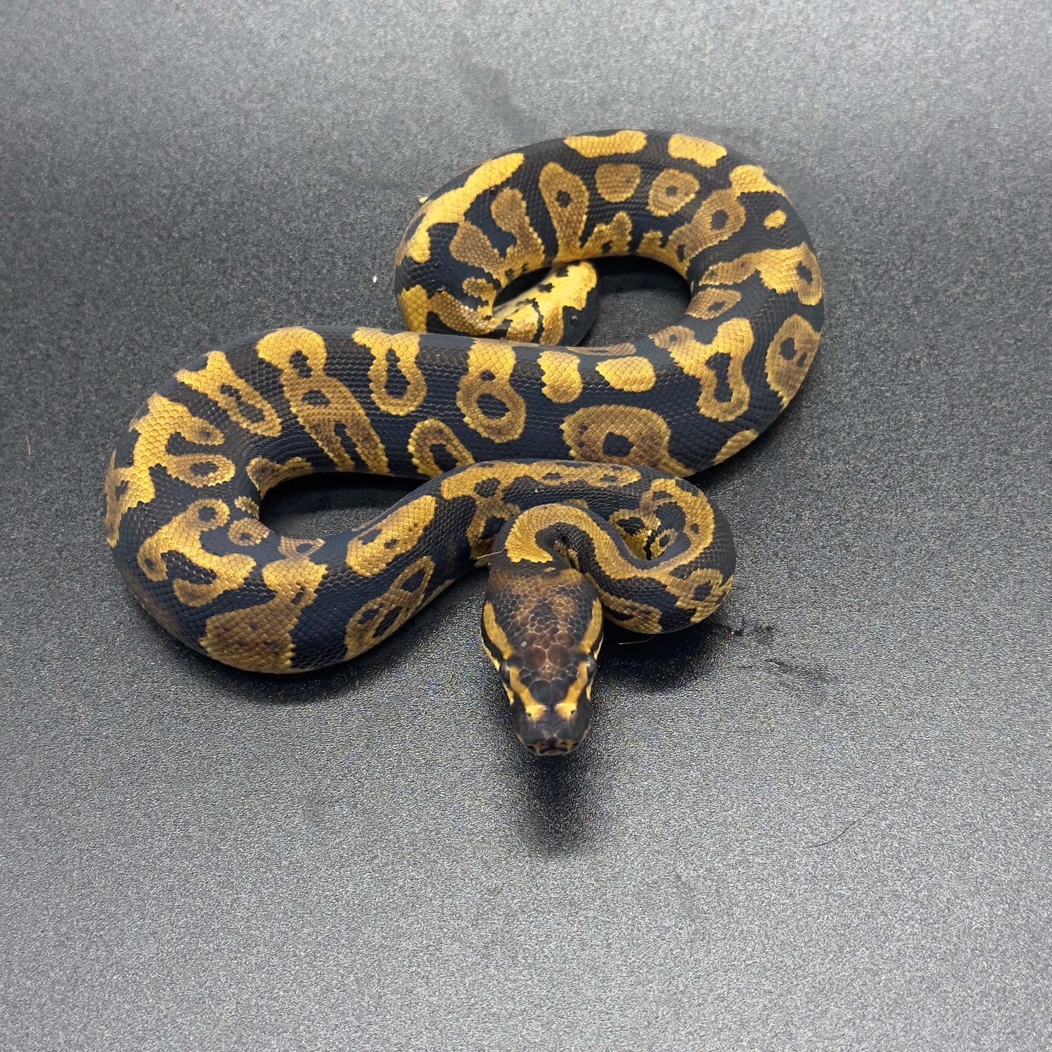 Confusion Het Clown Ball Python by ReptileHill - MorphMarket