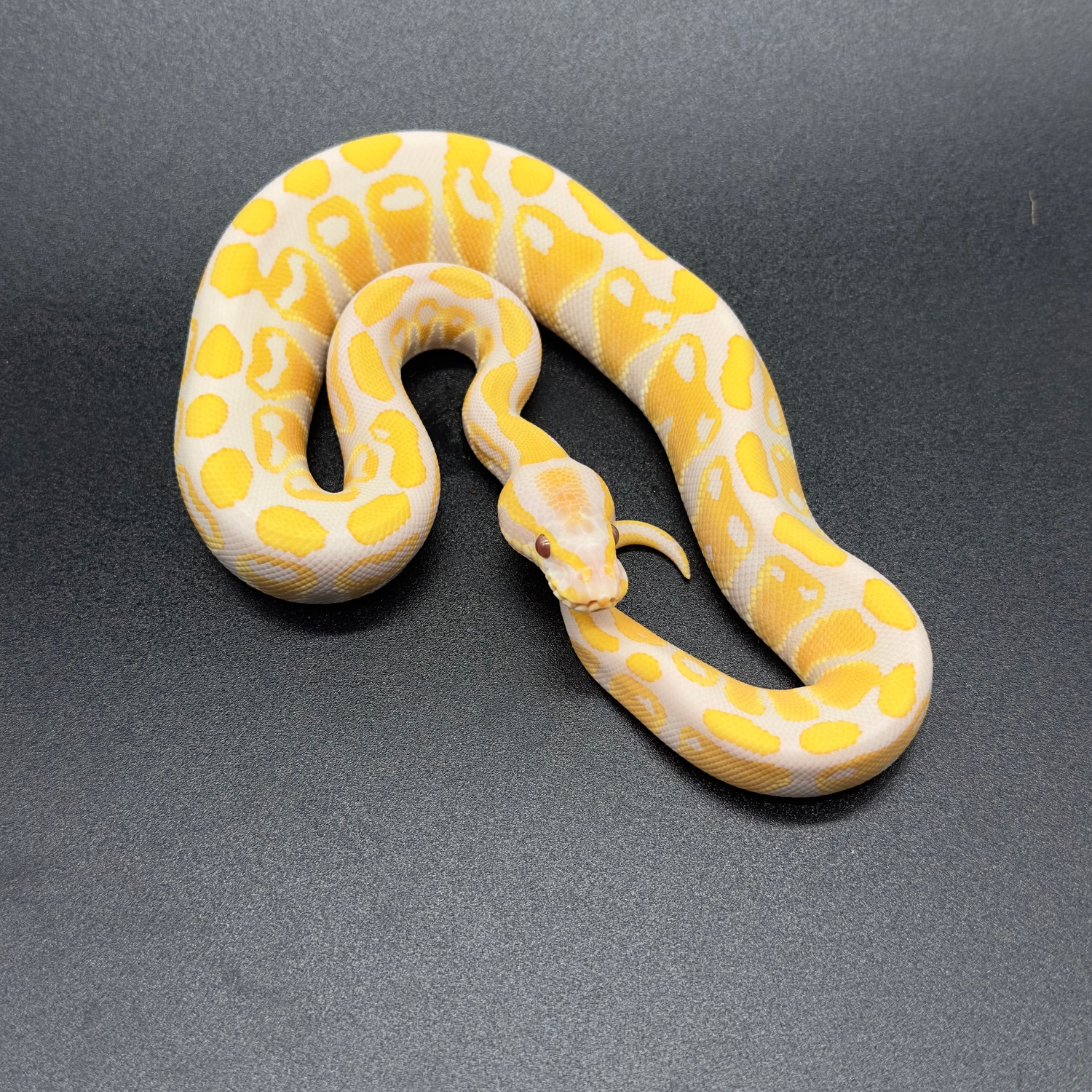 Blackhead Lavender Albino Ball Python by ReptileHill - MorphMarket