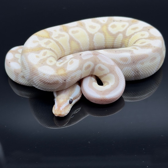 Axanthic Vpi Het Clown Coral Glow Ball Python by ReptileHill