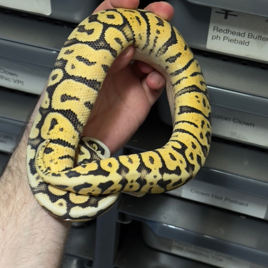 DH Dg Axanthic Spotnose Super Pastel Ball Python by ReptileHill