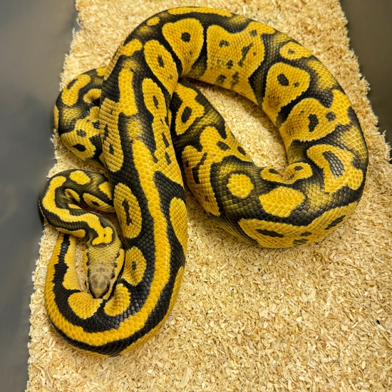 Hypo Super NR Mandarin Pastel Ball Python by ReptileHill