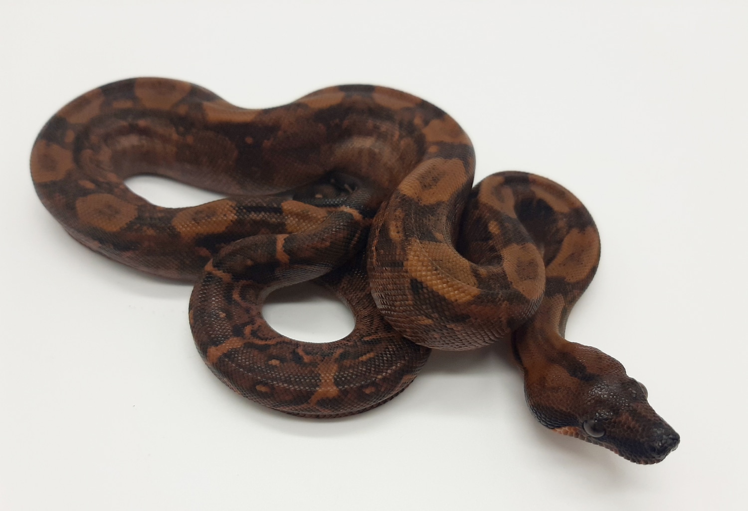 Blood Boa Boa Constrictor by Exotic Jungle - MorphMarket