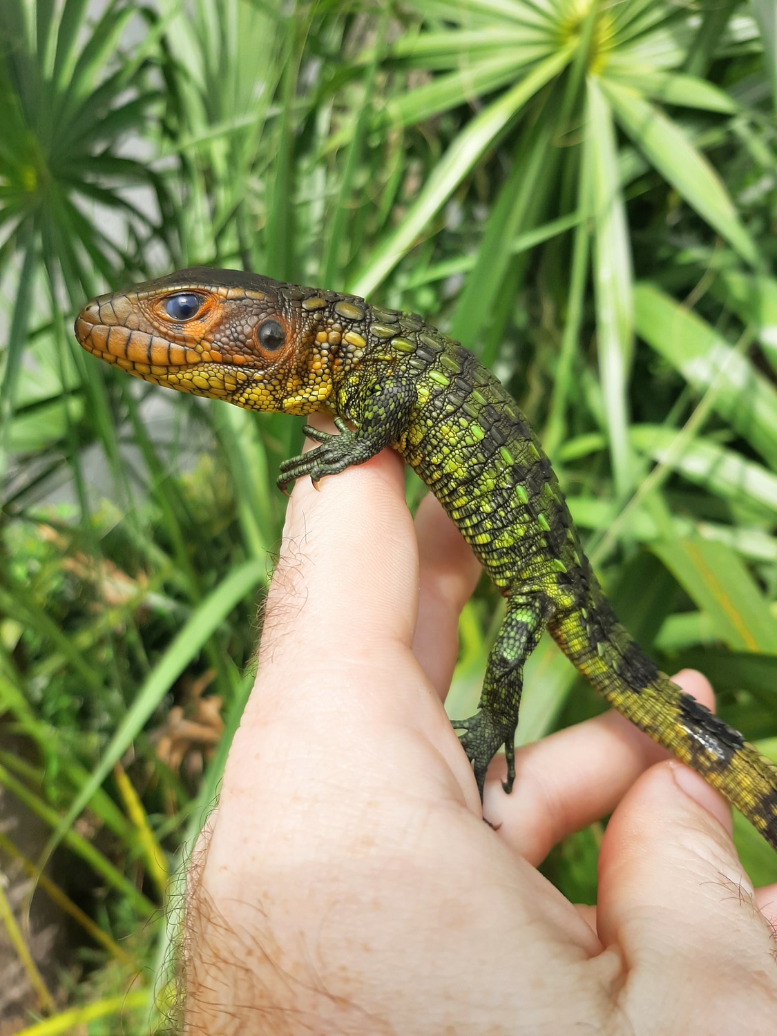 Caiman Lizards More Lizard by Exotic Jungle - MorphMarket