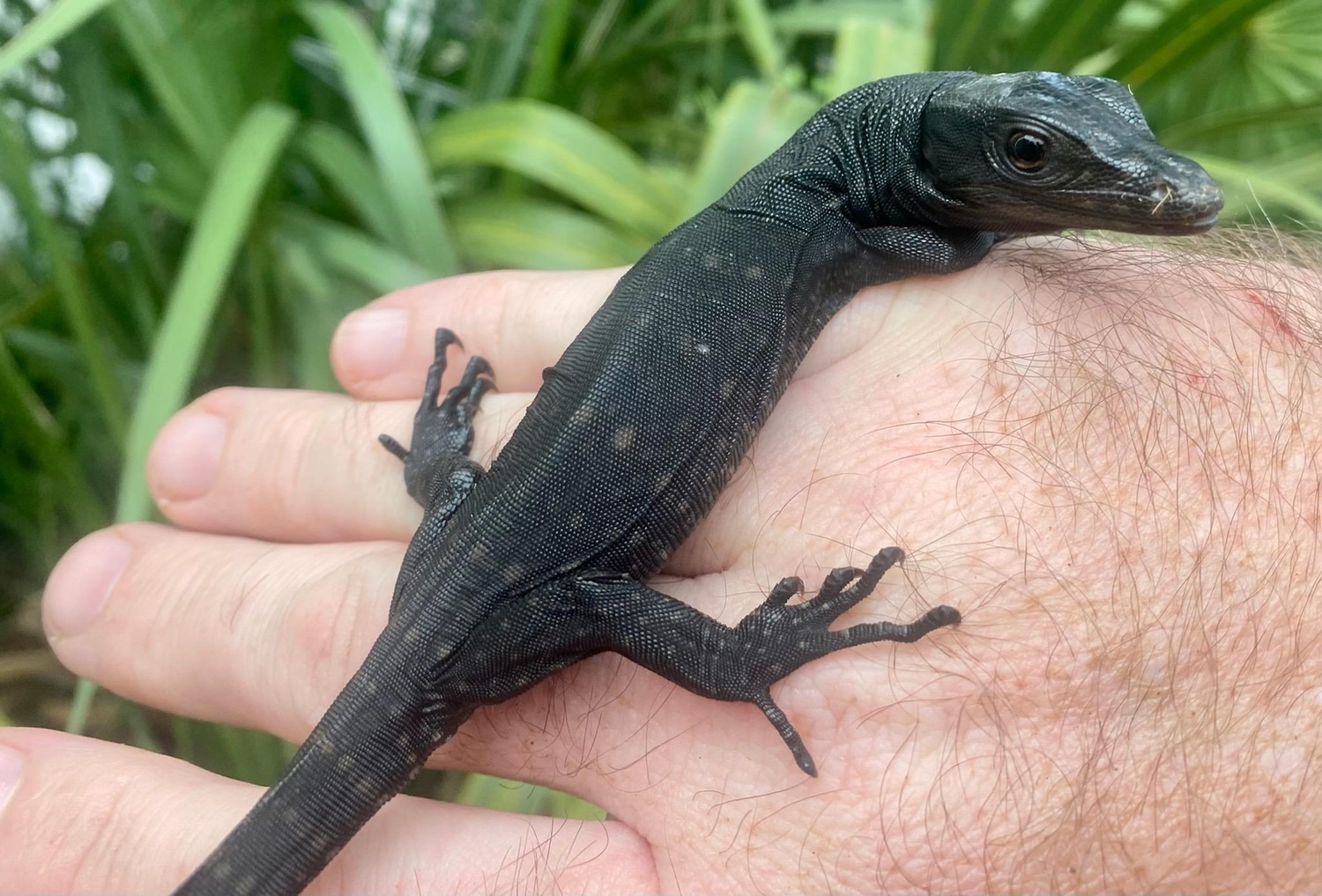 Black Dragon Water Monitor by Exotic Jungle - MorphMarket