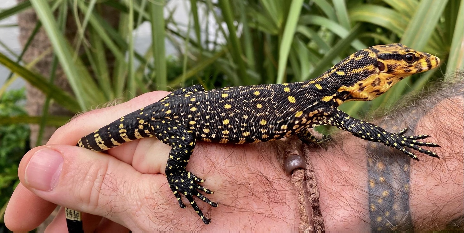 Cumingi Water Monitor by Exotic Jungle - MorphMarket