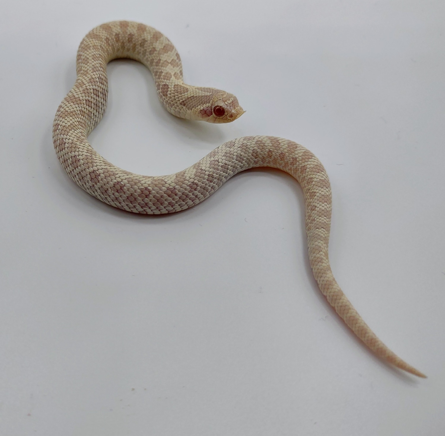Snow Western Hognose by Exotic Jungle - MorphMarket