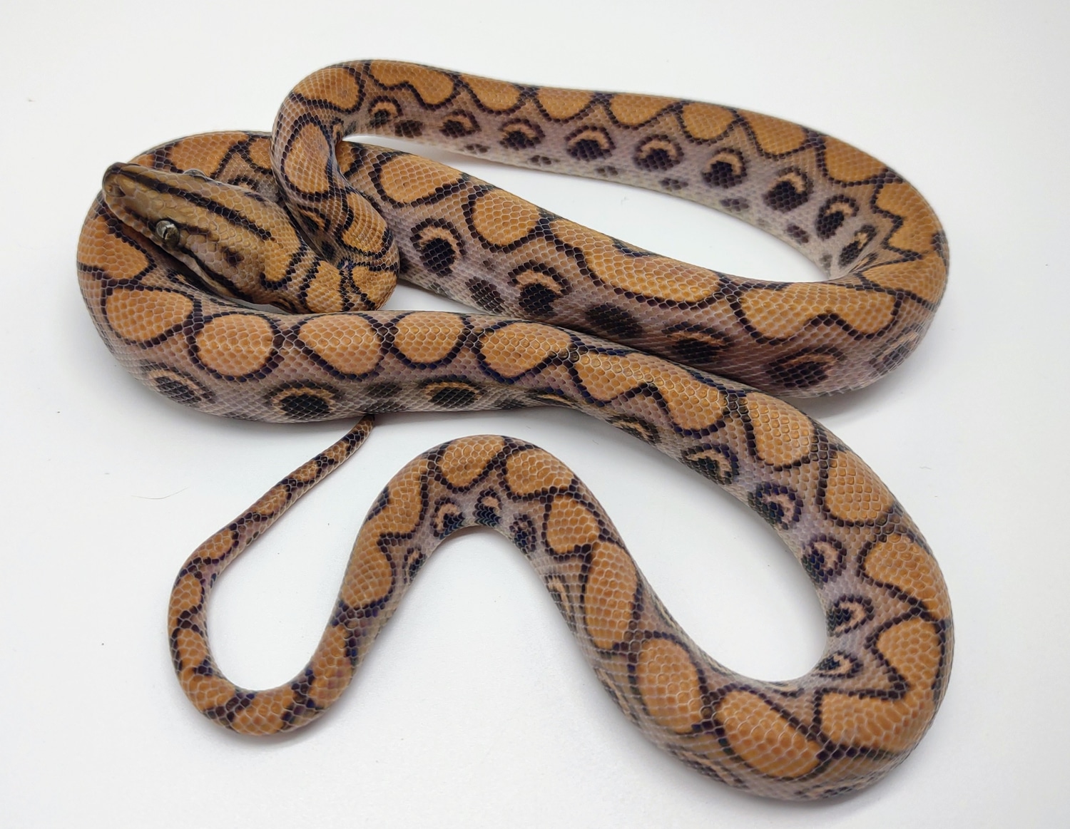 DB Hypo Brazilian Rainbow Boa by Exotic Jungle - MorphMarket