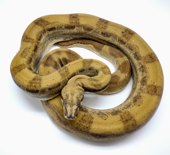 Motley Ghost 100% Het Moonglow Boa Constrictor by Exotic Jungle