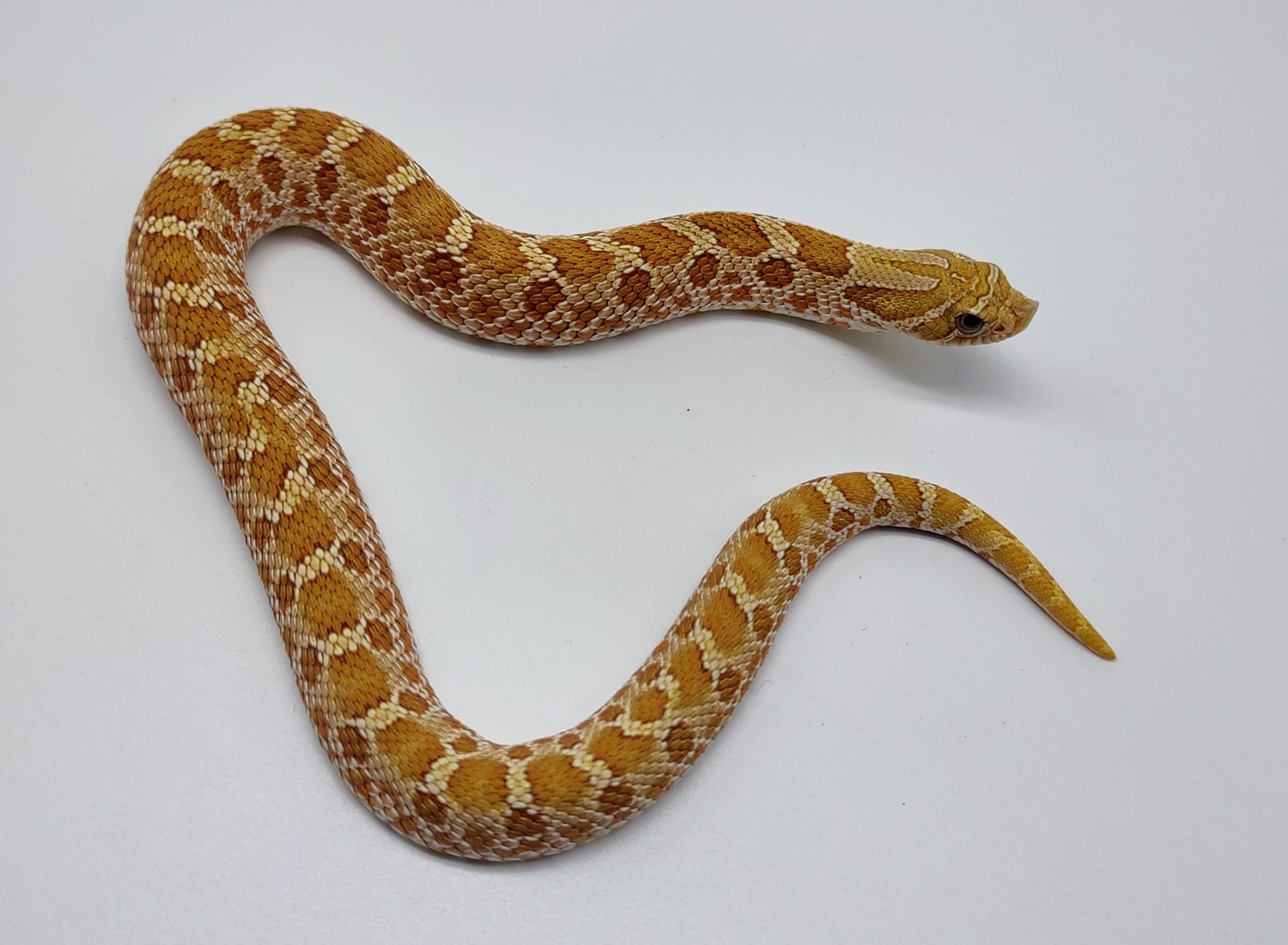 Evans Hypo Western Hognose by Exotic Jungle - MorphMarket