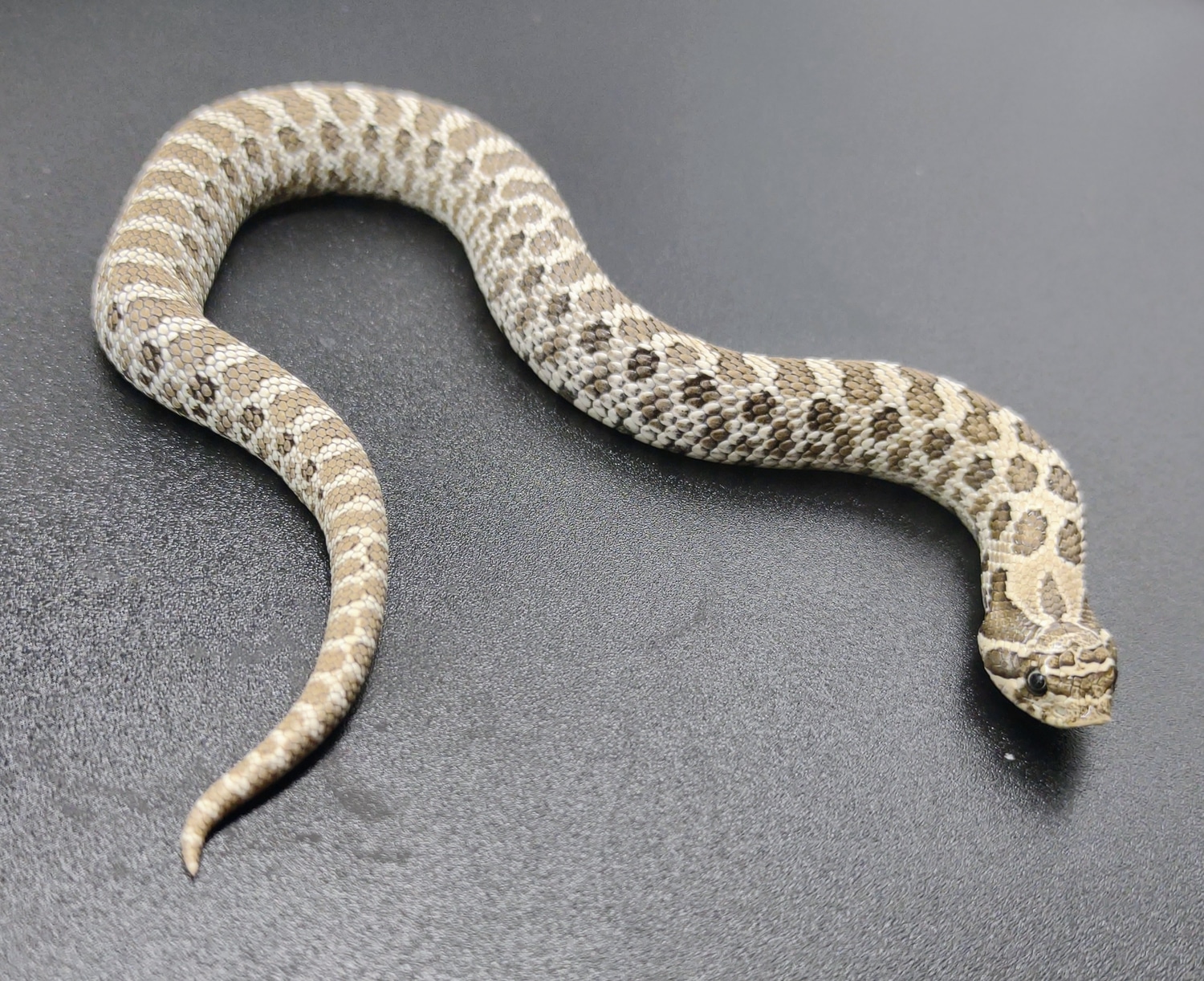 Anery Het Snow Western Hognose by Exotic Jungle - MorphMarket