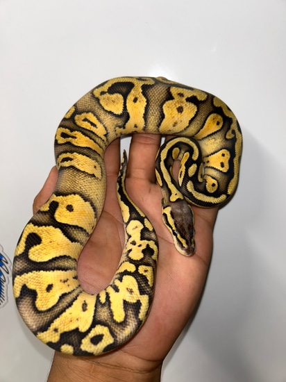 Super Pastel Butter Pos Het Pied Pos Calico Ball Python by Exotic ...