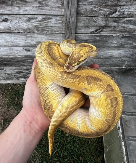 X-treme Gene Enchi Emperor Pinstripe Ball Python by Rubaexotics