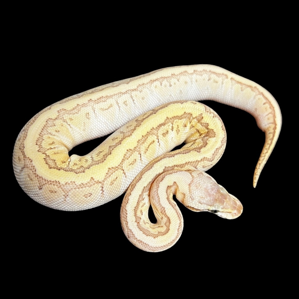 Pinstripe Pastel Lesser 100% Het Clown Ball Python by Rubaexotics ...