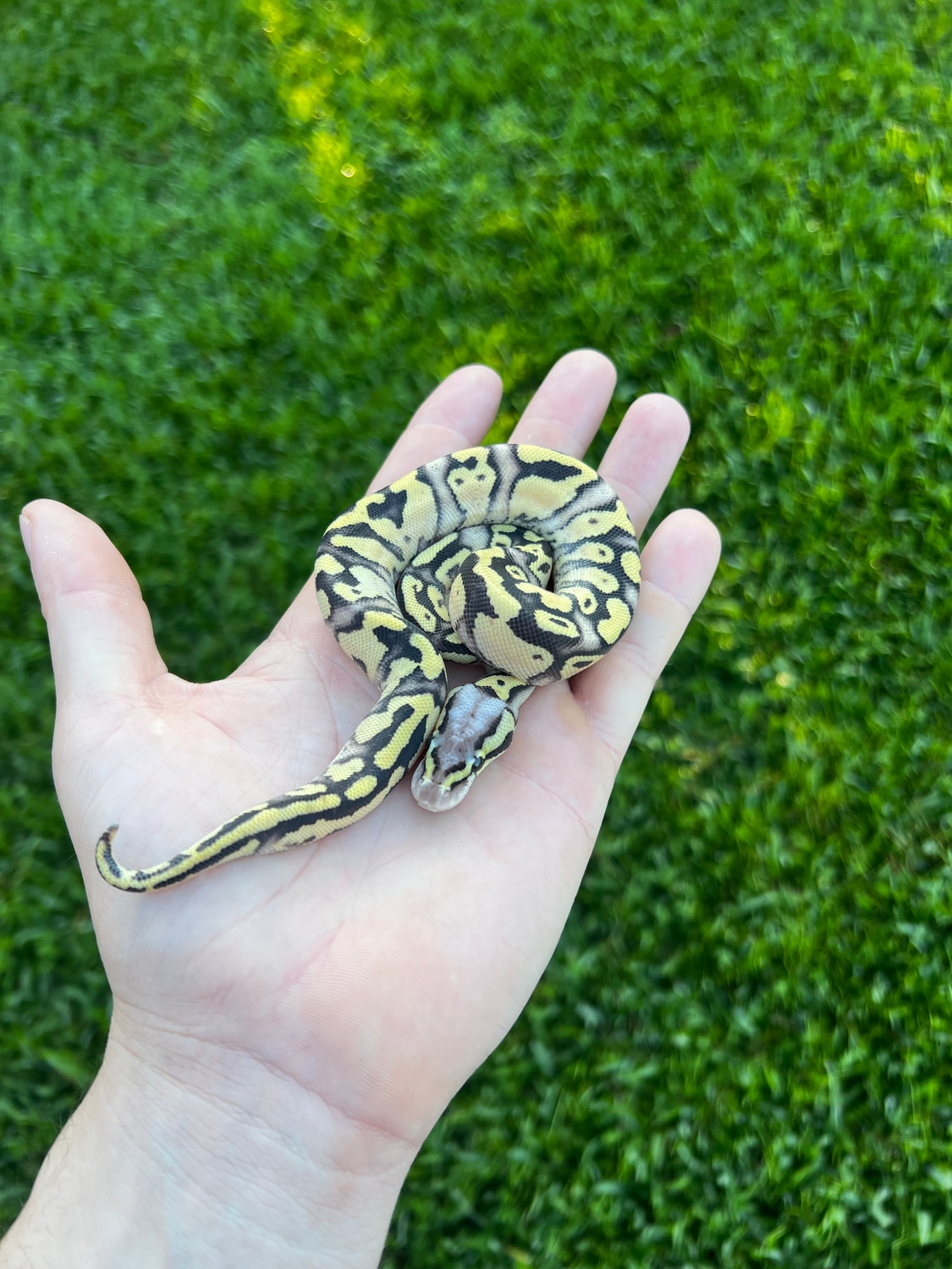 Enchi Firefly Yb Ball Python by Rubaexotics - MorphMarket
