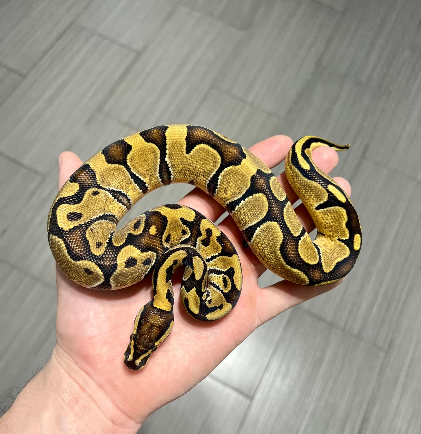Enchi YB Het Hypo Het Clown Ball Python by Rubaexotics - MorphMarket