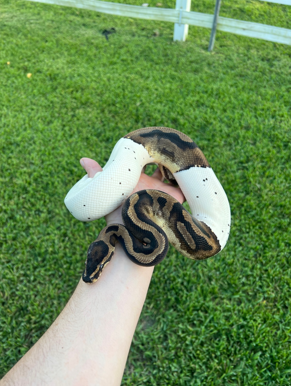 Leopard Piebald Ball Python by Rubaexotics - MorphMarket