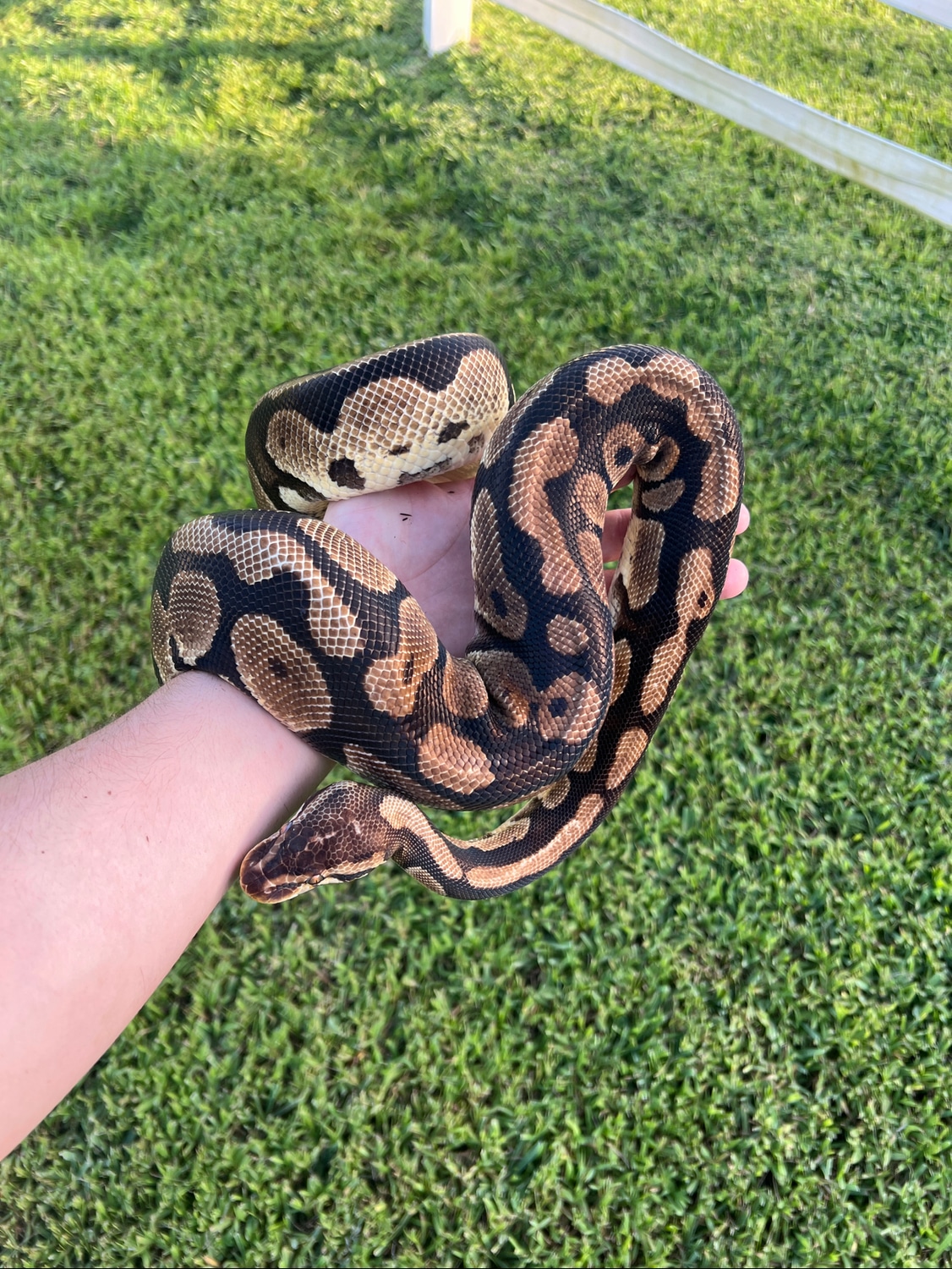 Black Head Bumblebee Ball Python by Rubaexotics - MorphMarket