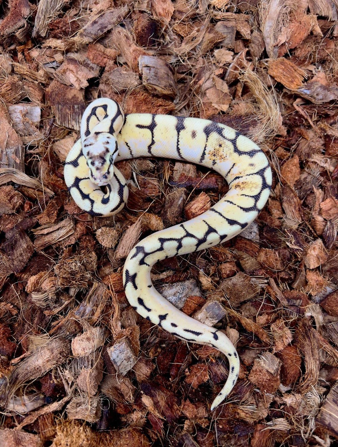 Bumblebee Het Lavender Albino 50% Het Piebald Ball Python by ...