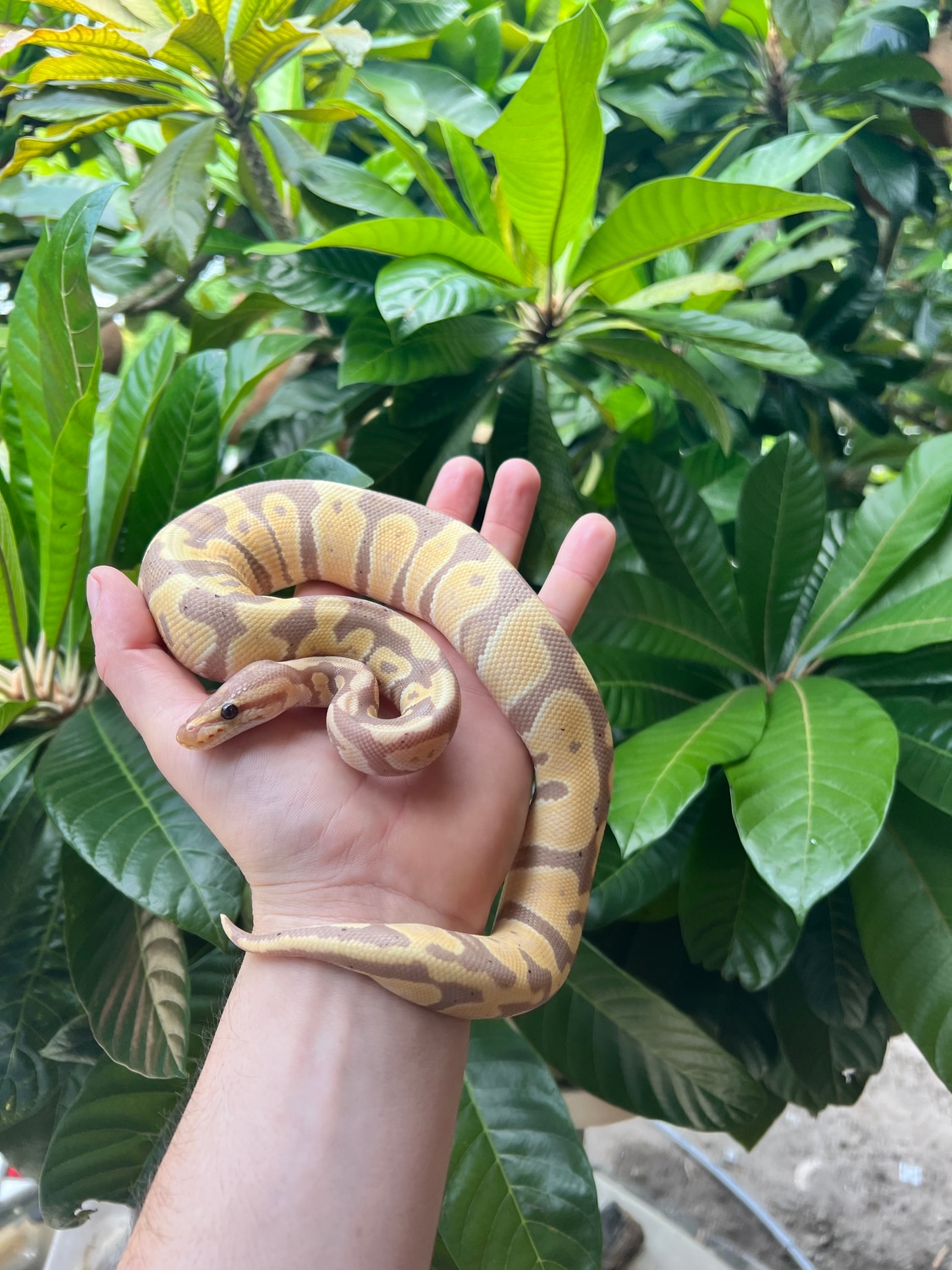 Banana Enchi Ball Python by Rubaexotics - MorphMarket