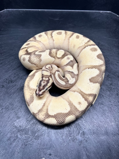 ODYB Enchi Firefly Ball Python by Rubaexotics