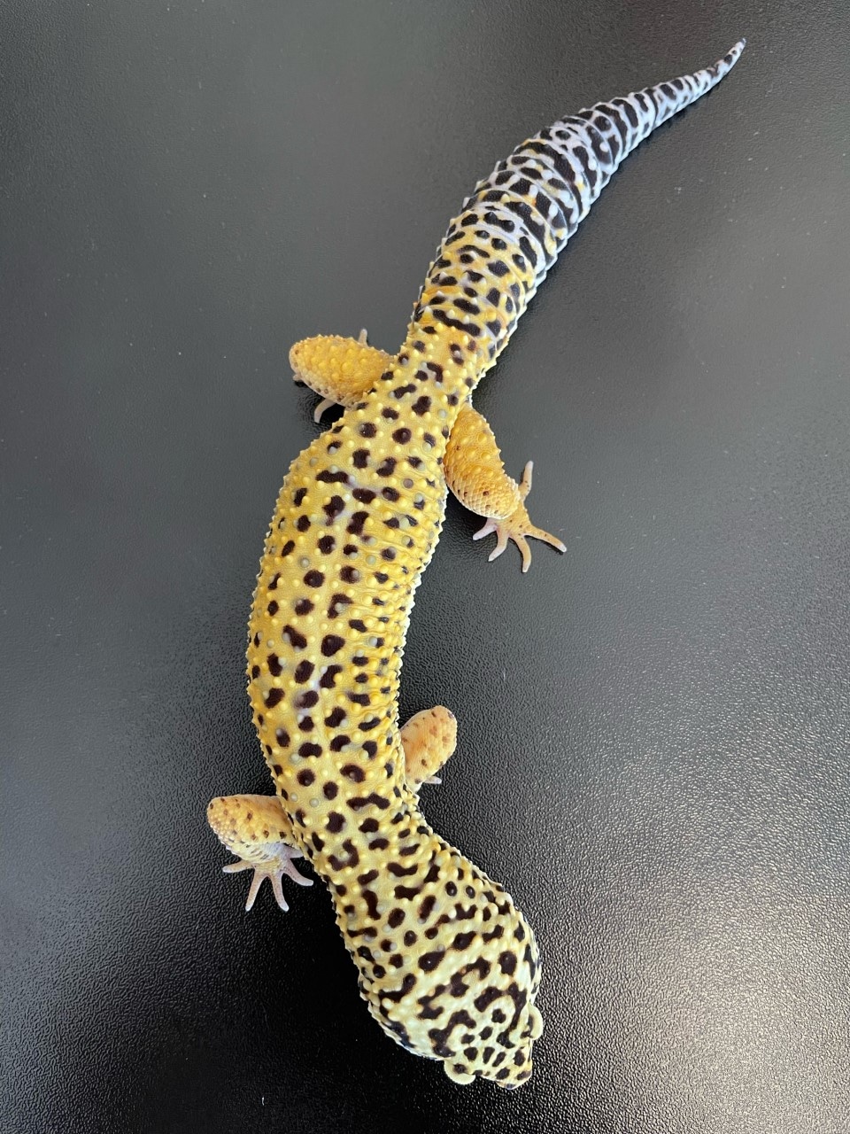 High Yellow Adult Leopard Gecko by Exotic Reptiles of Savannah ...